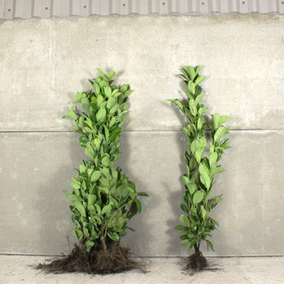 Cherry laurel 80/100cm bare root 500 Pack - Hedges Direct | DIY at B&Q