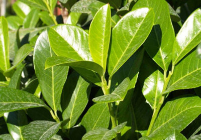 Cherry Laurel Evergreen Hedging Plants Large 3-4ft Supplied in 3 Litre Pots
