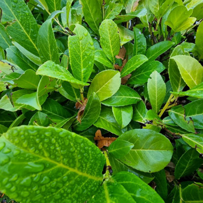 Cherry Laurel Hedge Prunus laurocerasus Set of 10 Bare Root Hedges