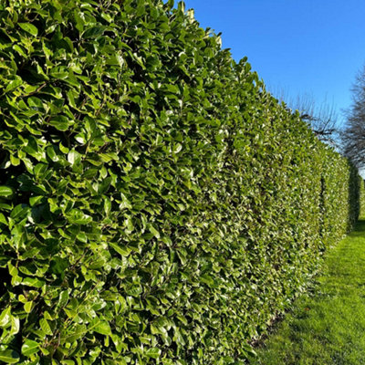 Cherry Laurel Hedge Prunus laurocerasus Set of 25 Bare Root Hedges 40 ...