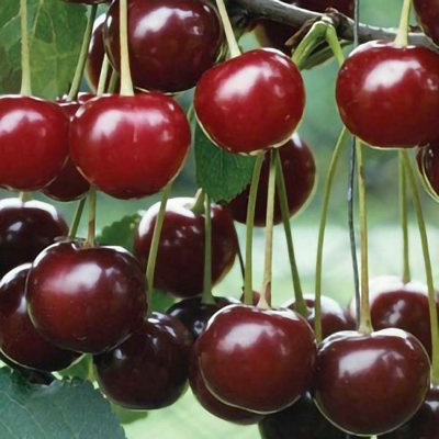 Cherry May Duke Prunus Avium Sour Cherry Outdoor Fruit Tree Bare Root 1.2M
