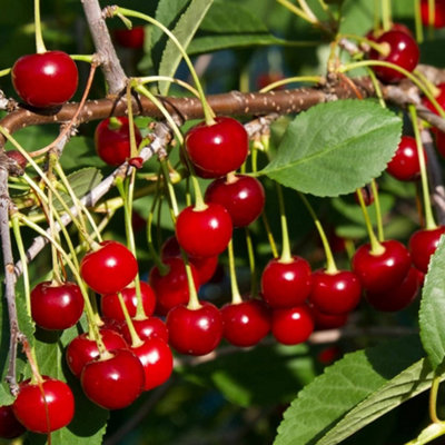 Cherry Morello - Fruit Tree, Outdoor Garden Plant Patio Trees (4-5ft ...
