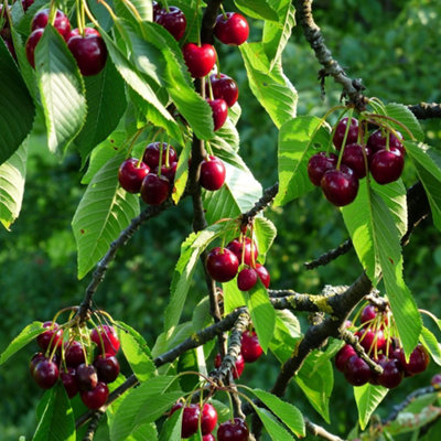 CHERRY REGINA PRUNUS AVIUM SWEET CHERRY OUTDOOR FRUIT TREE 9L POT 1.2M