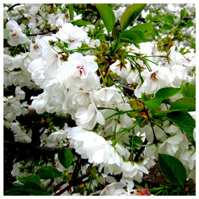 Cherry Shirotae / Prunus Serrulata Shirotae 4-5ft, White Semi-Double ...