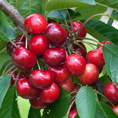 Cherry Stella - Fruit Tree, Outdoor Garden Plant Patio Trees (4-5ft ...