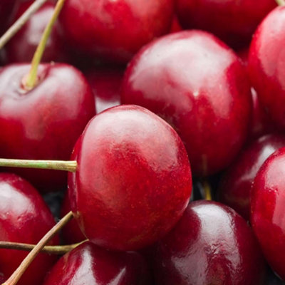 Cherry Stella - Fruit Tree, Outdoor Garden Plant Patio Trees (4-5ft ...