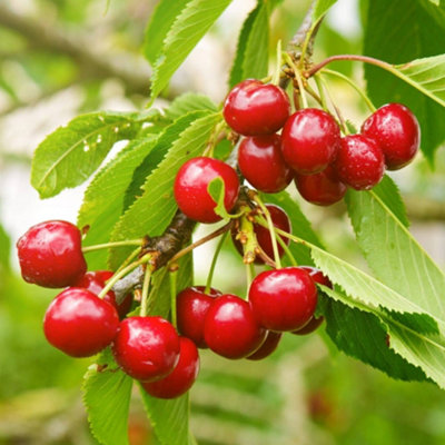 Cherry Stella - Fruit Tree, Outdoor Garden Plant Patio Trees (4-5ft ...