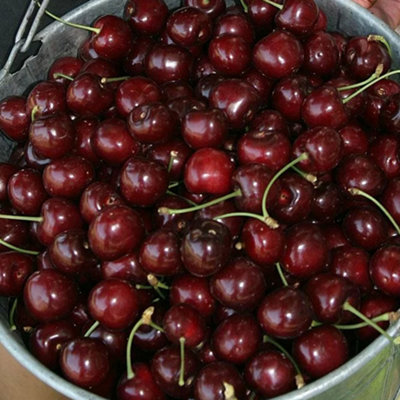 Cherry Stella - Fruit Tree, Outdoor Garden Plant Patio Trees (4-5ft ...