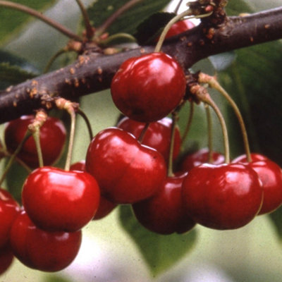 Cherry Sunburst - Fruit Tree, Outdoor Garden Plant Patio Trees (4-5ft ...