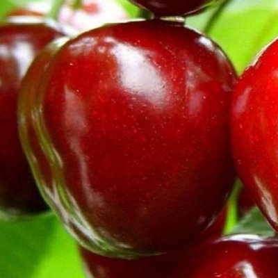 Cherry Sunburst - Fruit Tree, Outdoor Garden Plant Patio Trees (4-5ft ...