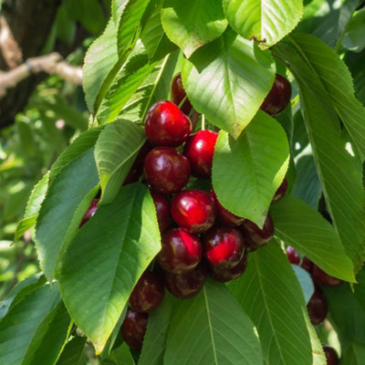 Cherry Sunburst - Fruit Tree, Outdoor Garden Plant Patio Trees (4-5ft ...