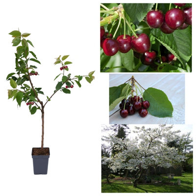 Shop Cherry Tree - Prunus avium 'Regina' - Patio Fruit Tree 2-4ft in 5 ...