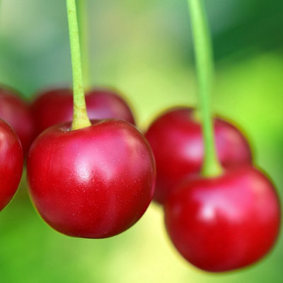 Cherry Van Prunus avium Sweet Cherry Outdoor Fruit Tree 9L Pot 1.2m