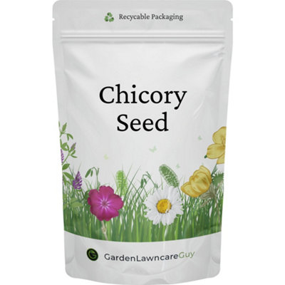 Chicory Seed - Nutritious Forage for Tortoises, Rabbits, Guinea Pigs ...