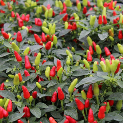 Chilli Pepper Fields of Fire Seeds Capsicum annuum Half-Hardy Annual 38 000 SHU Compact Bushy ...