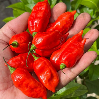 Chilli Pepper Pit Viper Naga Seeds - Superhot Capsicum chinense 1M SHU ...