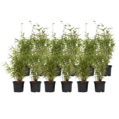 Chinese fountain bamboo - 12 pcs. - Fargesia Red Dragon - H50-70cm ...