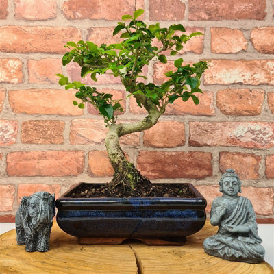 Chinese Privet (Ligustrum Sinense) Bonsai Tree - Shaped - In 20cm Pot