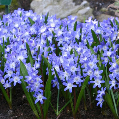 Chionodoxa Forbesii Flowering Bulbs - Bright Blue Blooms (50 Pack ...