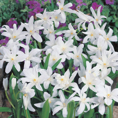 Chionodoxa Luciliae Alba Flowering Bulbs - Pure White Blooms (200 Pack)