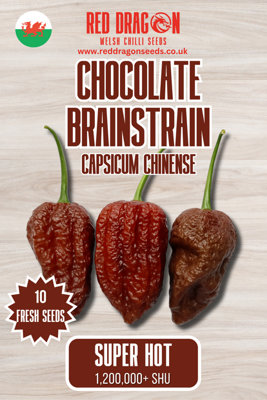 Chocolate Brainstrain Chilli Seeds - 10 Fresh Seeds