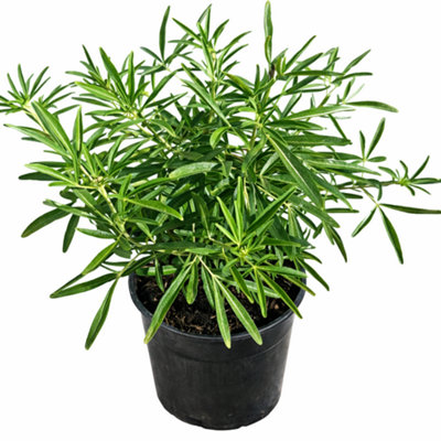 Choisya Aztec Pearl, Mexican Orange Blossom Shrub, Evergreen Garden Plant