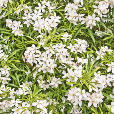 Choisya Greenfingers - Evergreen, White Flowers, Shrub (20-30cm Height ...