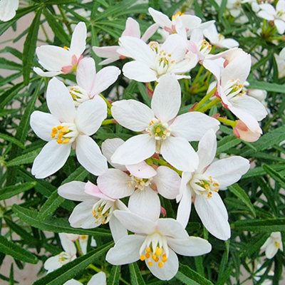 Choisya Scented Gem, Mexican Orange Blossom Plant for UK Gardens (15 ...