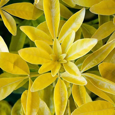 Choisya Sundance in 9cm Pot - Mexican Orange Blossom - Aromatic ...