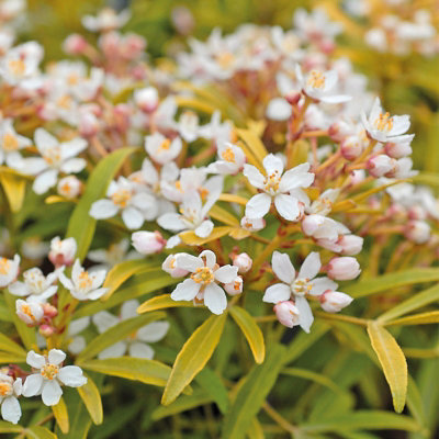 Choisya Sundance in 9cm Pot - Mexican Orange Blossom - Aromatic ...