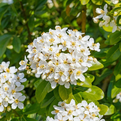 Choisya Ternata in 9cm Pot - Mexican Orange Blossom - Aromatic ...