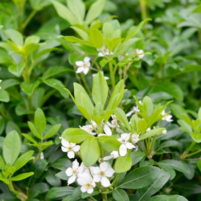 Choisya Ternata in 9cm Pot - Mexican Orange Blossom - Aromatic ...