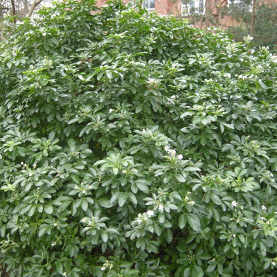 Choisya Ternata in 9cm Pot - Mexican Orange Blossom - Aromatic ...