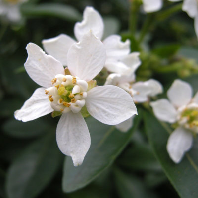 Choisya Ternata in 9cm Pot - Mexican Orange Blossom - Aromatic ...