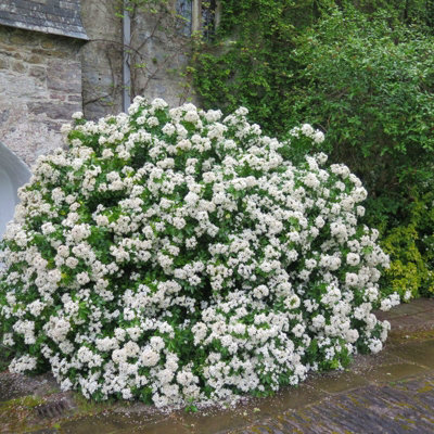 Choisya Ternata in 9cm Pot - Mexican Orange Blossom - Aromatic ...