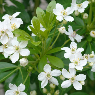 Choisya Ternata in 9cm Pot - Mexican Orange Blossom - Aromatic ...