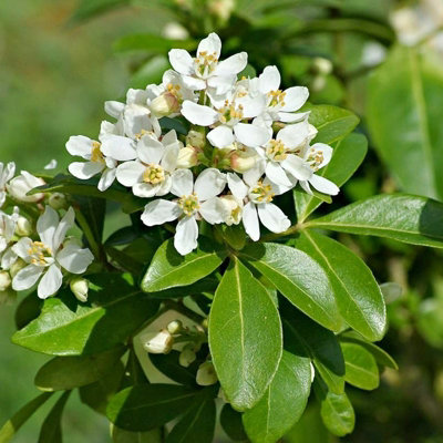 Choisya Ternata in 9cm Pot - Mexican Orange Blossom - Aromatic ...