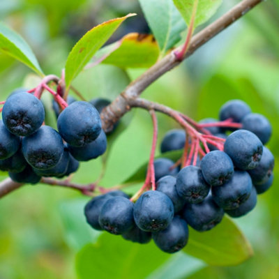 Chokeberry Viking Fruit Bush Aronia Prunifolia Fruiting Berry Shrub ...