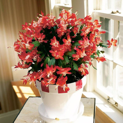 Christmas Cactus Indoor Plant in 10cm Pot - Red Flowers Schlumbergera Cacti