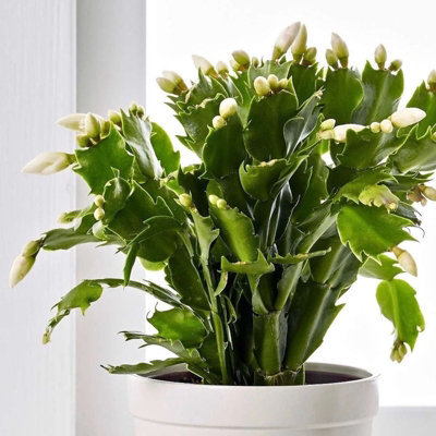 Christmas Cactus Indoor Plant in 10cm Pot - White Flowers Schlumbergera ...