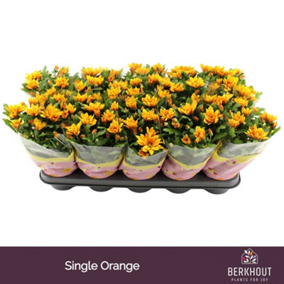 Chrys Brown Heat, 12cm Pot Size, 26cm Tall, Gerbera Daisy Brown Heat ...