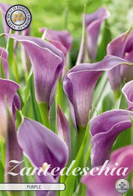 Chrys Brown Heat, 12cm Pot Size, 26cm Tall, Gerbera Daisy Brown Heat ...