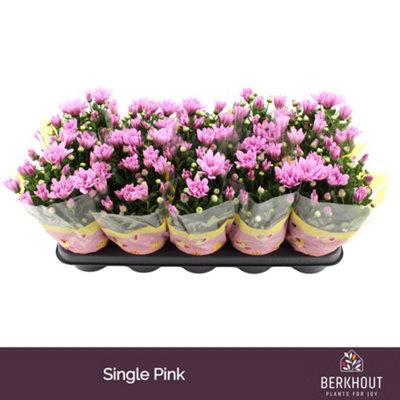 Chrys Pink Breeze, 12cm Pot Size, 26cm Tall, Gerbera Daisy Pink Breeze, Indoor Houseplant