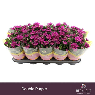 Chrys Purple Marley, 12cm Pot Size, 26cm Tall, Gerbera Daisy Purple ...