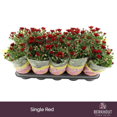 Chrys Red Elliot, 12cm Pot Size, 26cm Tall, Gerbera Daisy Red Elliot ...