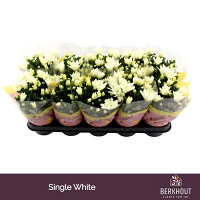Chrys White Berlise, 12cm Pot Size, 26cm Tall, Gerbera Daisy White ...