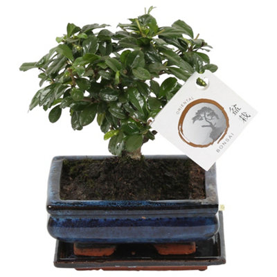 Chrys White Berlise, 12cm Pot Size, 26cm Tall, Gerbera Daisy White ...