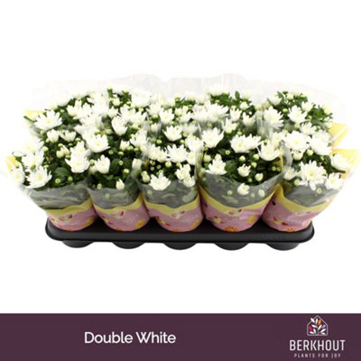 Chrys White Brave, 12cm Pot Size, 26cm Tall, Gerbera Daisy White Brave ...