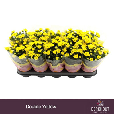Chrys Yellow Cozy, 12cm Pot Size, 26cm Tall, Gerbera Daisy Yellow Cozy ...