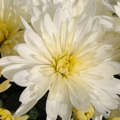 Chrysanthemum Aluga White 1 Litre Potted Plant x 1